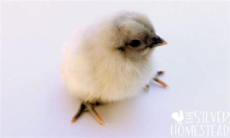 Breed Fibro Easter Egger Chickens Including Blue And Splash Feathered Silver Homestead