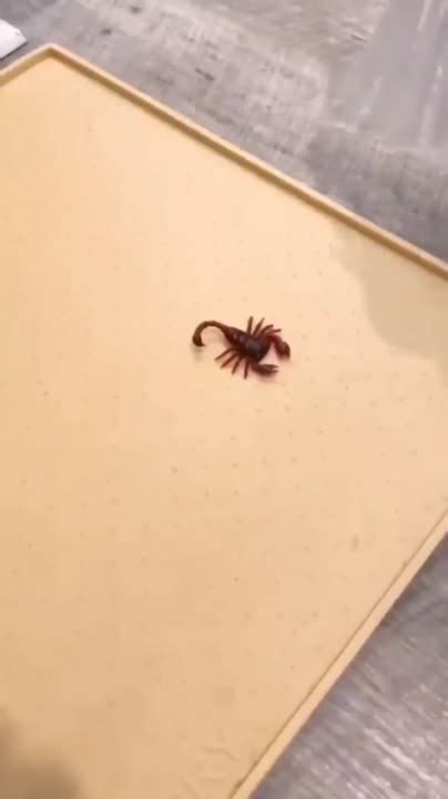 Video Azra Bashir On Linkedin Hand Held Insect Clip Artifac Hand