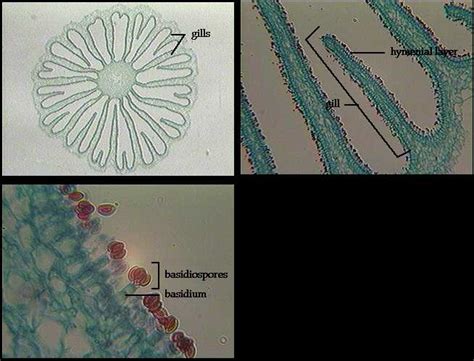 Basidia Microscope