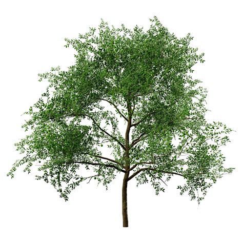 3d Guava Tree 3d Model Turbosquid 2309313