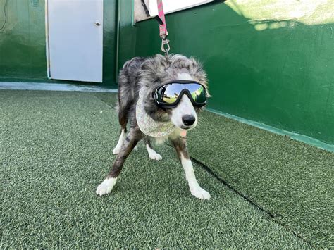 보더콜리우주 강아지책임무료분양 컴투펫위탁보호센터 강아지무료분양 고양이무료분양 강아지파양 고양이파양