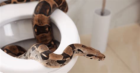Serpent Surprise Python Invades Mans Toilet Twice In Same Week Wide