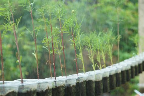 Tree Rain Cosmos Free Photo On Pixabay