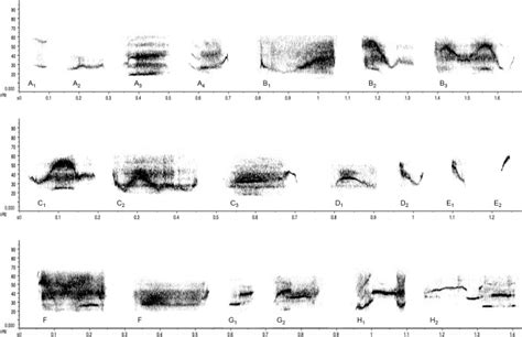 Ultrasonic Vocalizations In Golden Hamsters Mesocricetus Auratus