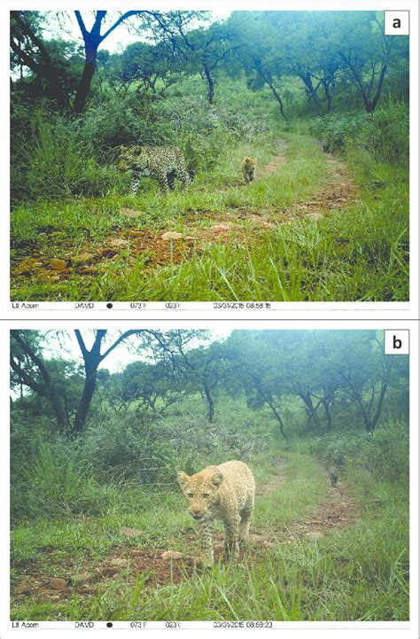 A First In A Series Of Three Images Of An Adult Female Leopard FS Download Scientific