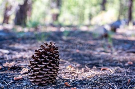 jeffrey pinecone laying on the forest floor with pine needles stock