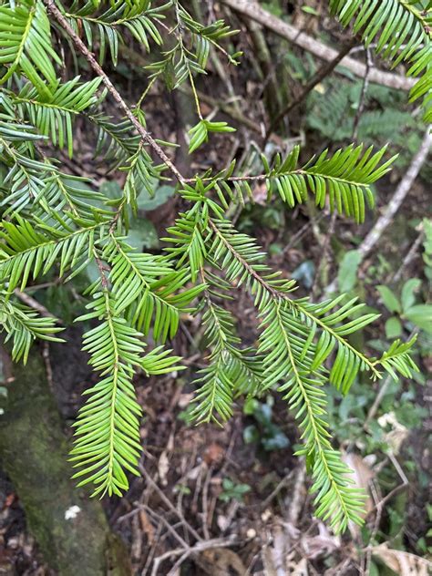 Florida Yew Search Native Plant Hub