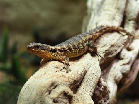 Varanus Indicus Images Free Download On Freepik