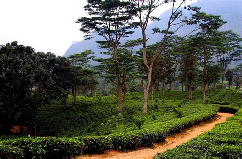 шри ланка Viktor S Клуб