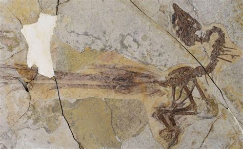 Bird Fossils