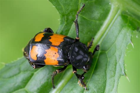 Могильный жук 72 фото красивые фото и картинки Pofoto Club