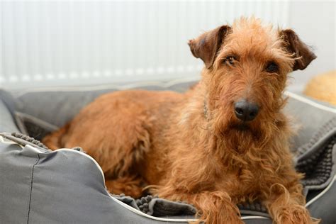 Irish Terrier Goofytails