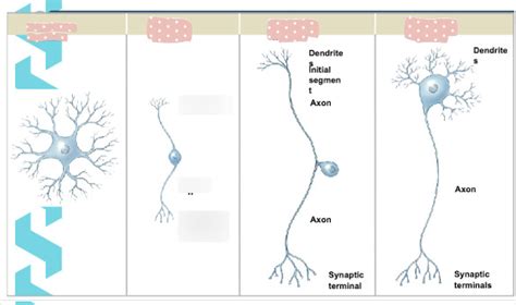 Neurons And Their Structures Anaxonic Bipolar Unipolar Multipolar