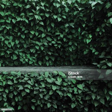 라일락 Vulgaris 일반적인 라일락 식물 녹색 잎 헤 지 배경 오래 된 나이 든된 어두운 회색 풍된 나무 벤치 틈새 큰 상세한 아름 다운 가로 관목 녹지 근접 촬영 정식