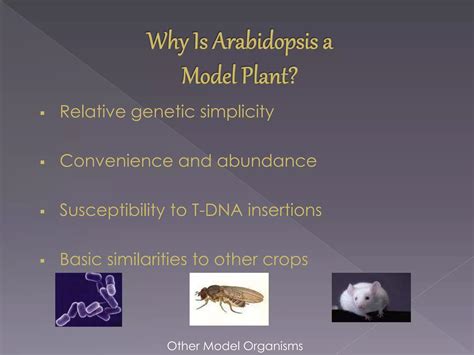 Arabidopsis Thaliana Genome Project Pptx Gardening Home And Garden