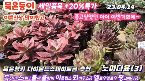 노아다육3세일20특가흑장미묵은청키 다이아몬드스테이트금 스네디불새뫼비우스프리티우먼클락비누다핑크베라금