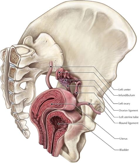 Bladder Uterus Illustrations 3d Rendered Illustration Bladder Stock
