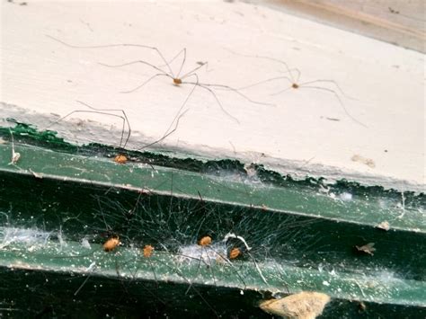 Harvestmen Edisto Island Open Land Trust South Carolina
