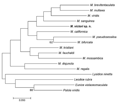 Maximum Likelihood Tree Based On Cytochrome Oxidase I Coi Sequences