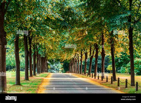 Tree Lined Walk Stock Photo Alamy