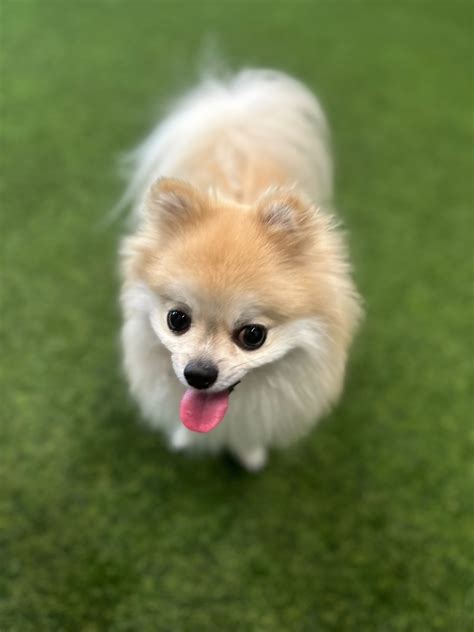 포메라니안 초코 강아지 책임분양 아이조아 유기방지입양 파양 강아지보호소 고양이보호소 무료분양센터