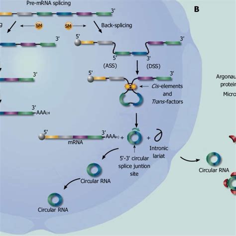 Quantification Of Circrna Expression Rna Seq Reads Orange Can Align Download Scientific