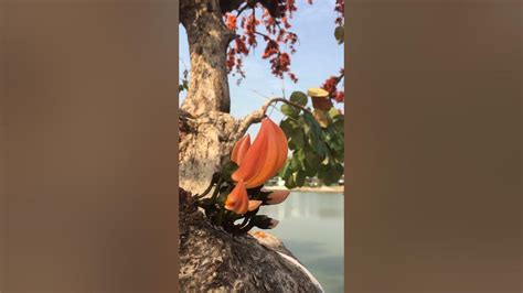 ดอกจานประหารใจ Youtube