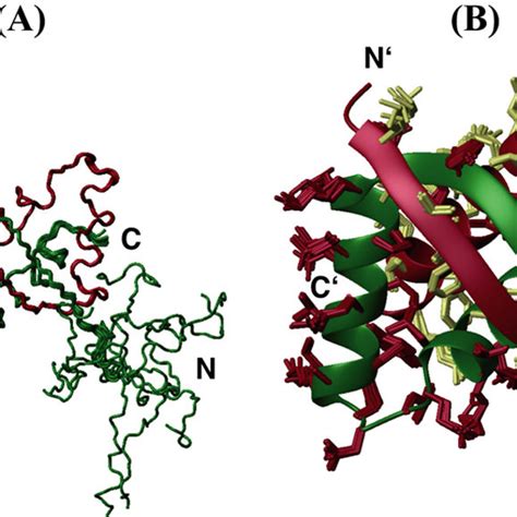 Structure Of Svtr Main Chain Trace Representation Of The Structural Download Scientific
