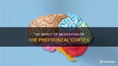 The Impact Of Meditation On The Prefrontal Cortex Shunspirit