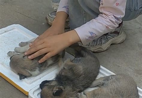 女儿把小奶狗成功哄睡。网友：从小就有当月嫂的天赋 宠界新闻