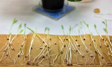 The Pros And Cons Of Gmos How Are They Best Used