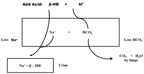Hyperchloremic Acidosis Ph Hyperchloremic Metabolic Acidosis Tbpnug