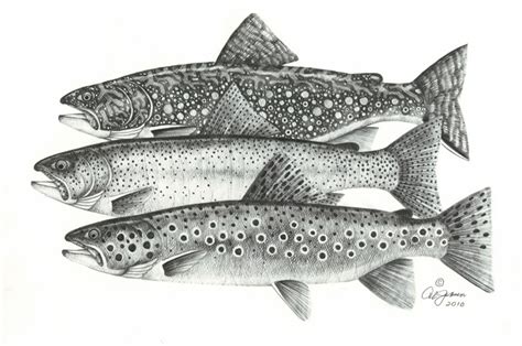 Brook Trout Sketch At Explore Collection Of Brook