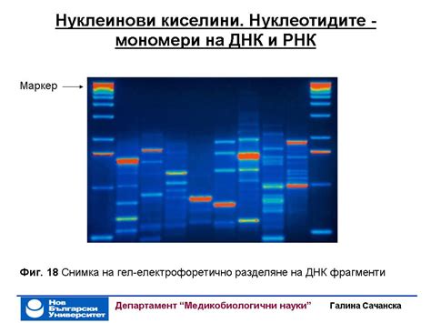 5 3 Химичен състав на клетката Белтъци и нуклеинови киселини