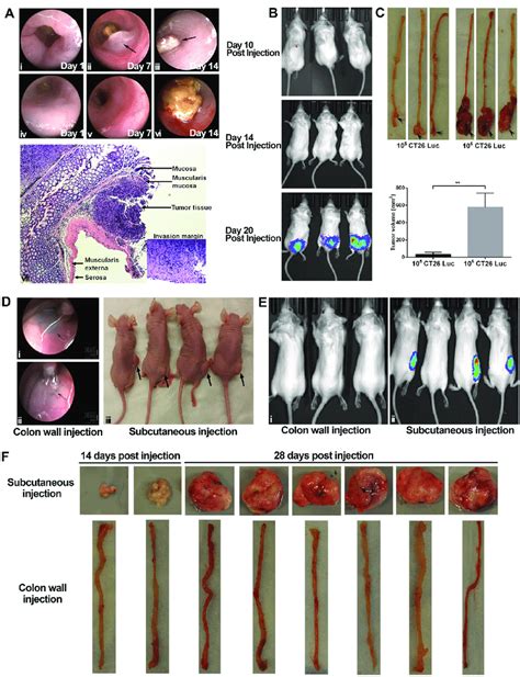 Tumorigenesis In Orthotopic And Subcutaneous Models Was Distinct Download Scientific Diagram