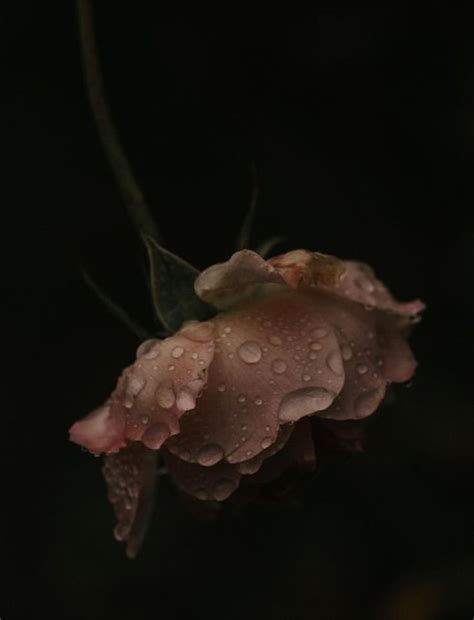 Pin De Deborah A En Rose
