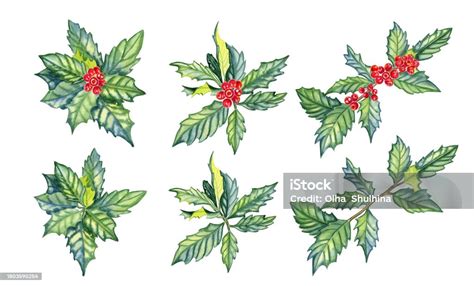 녹색 호랑가시나무 가지 빨간 열매 수채화 그림 큰 세트 벽지 고립된 배경에 크리스마스 트리의 손으로 그린 나뭇가지입니다 새해 장식의 식물적 사실적인 이미지 12월에 대한