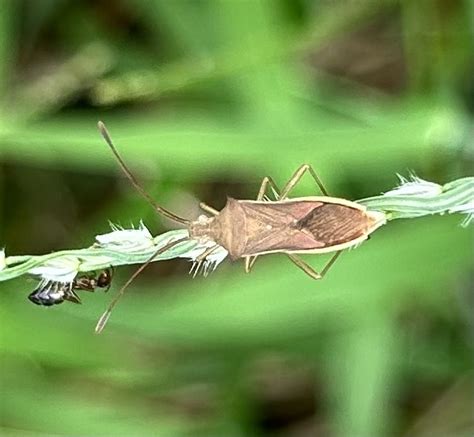 Cletus Punctiger From International Terminal Hanoi Ha Noi Vn On August 13 2023 At 03 25 Pm