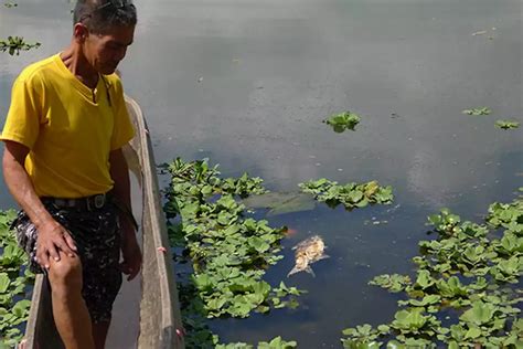 Fish Kill In Lake Sebu At Least 10 M Peso Worth Of Tilapia Dead
