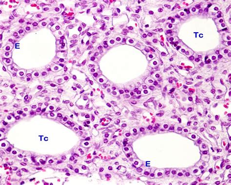 Epithelial Tissue Simple Epithelium