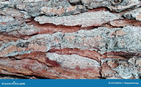 Pine Tree Log Texture Stock Image Image Of Style Pine 63168555