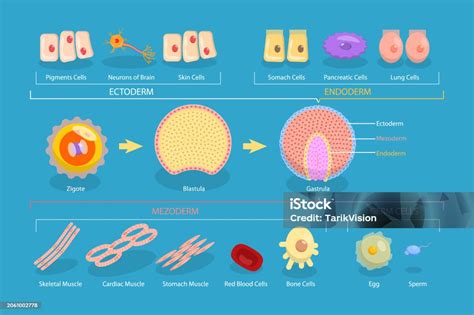 3d Isometric Flat Vector Conceptual Illustration Of Endoderm Mesoderm And Ectoderm Stock
