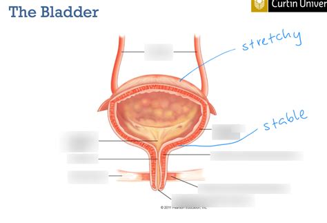 Diagram Of Week 1 Normal Bladder And Bowel Function Quizlet