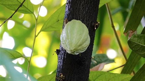 코코아 나무의 가지 녹색 과일 코코아 너트 식물 열대 코코아 열대 우림 0명에 대한 스톡 사진 및 기타 이미지 Istock