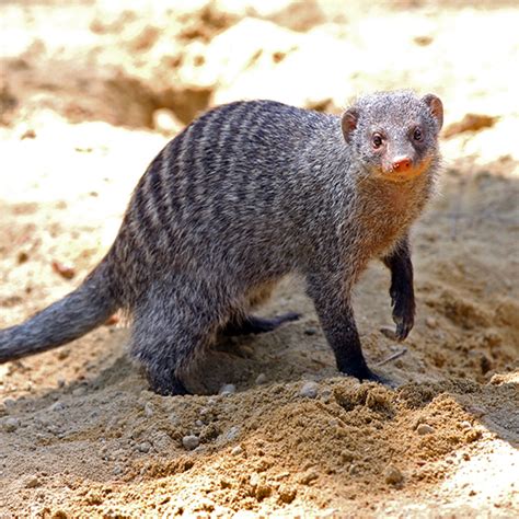 Tbilisi Zoo მტაცებლები