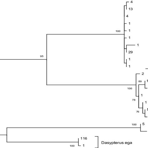 Mismatch Distribution For Combined Cytochrome B And D Loop Haplotypes Download Scientific