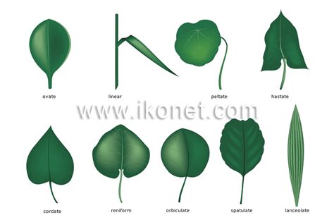 Vegetable Kingdom Leaf Simple Leaves Image Visual Dictionary