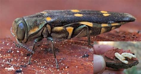 Biodiversity Science Oak Killer