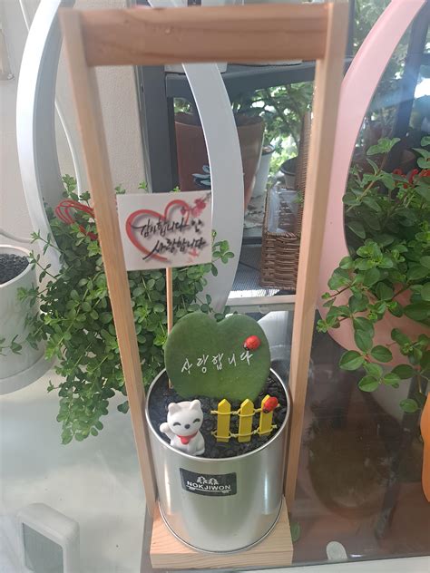 하트 호야 소 배민 장보기쇼핑