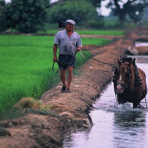 10 Rice Irrigation System Photo Mercè Mariano Download Scientific Diagram